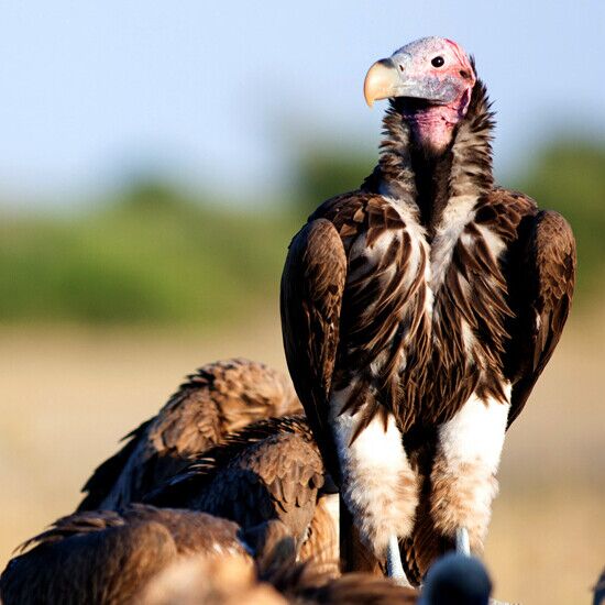 Indlulamithi Scenarios 2035 – Indlulamithi